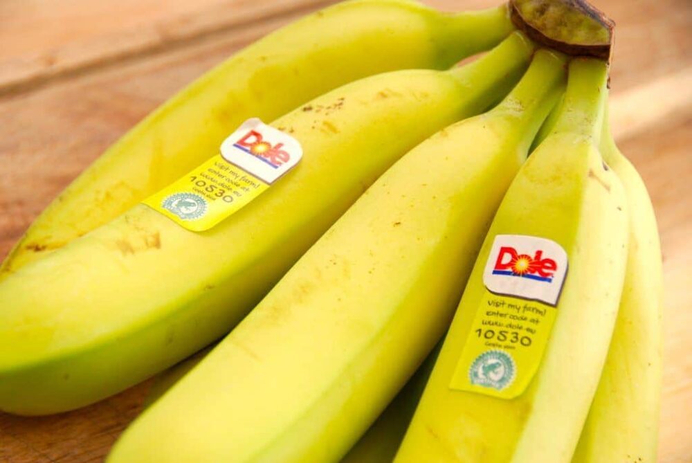 Bøf Stroganoff med kartoffelmos eller ris