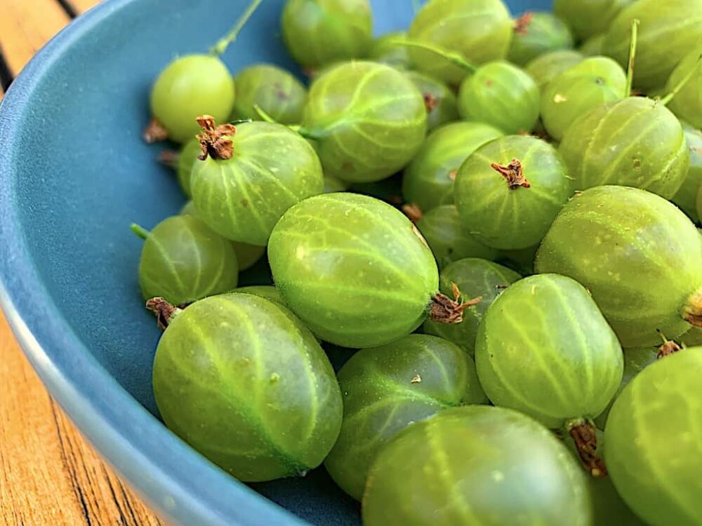 Kogt kylling (sådan skal du koge en hel kylling)