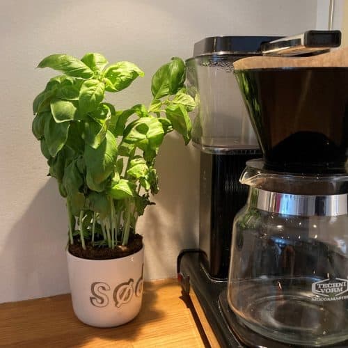 Køkkenruller - fakta og gode råd om korrekt brug - Madensverden.dk